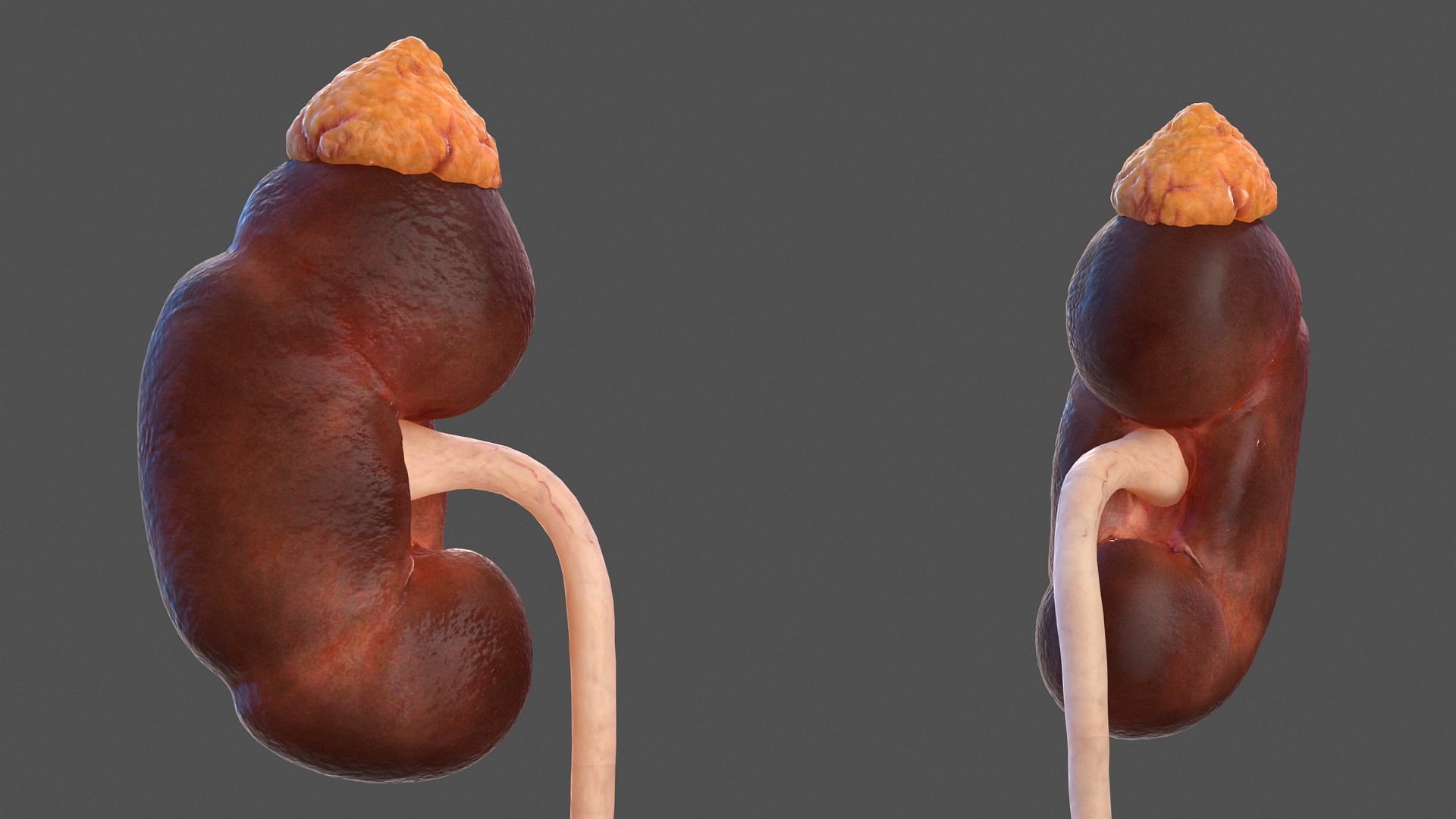 Male urinary 3D model - TurboSquid 1464148