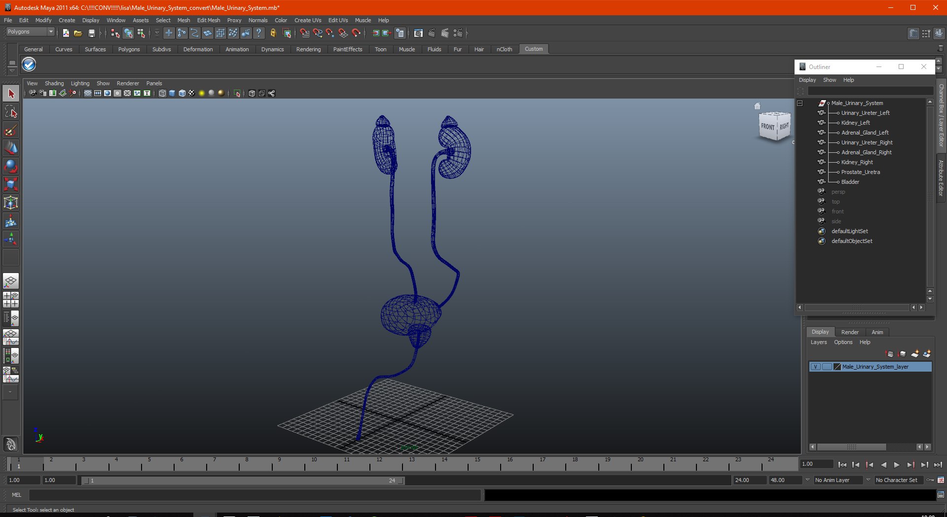 Male urinary 3D model - TurboSquid 1464148