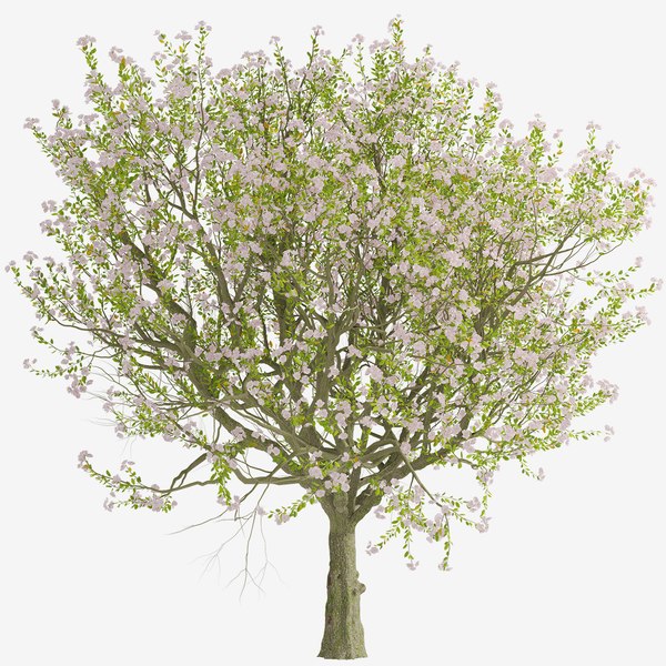 Malus spectabilis oder chinesischer blühender Apfelbaum - 1 Baum 3D ...