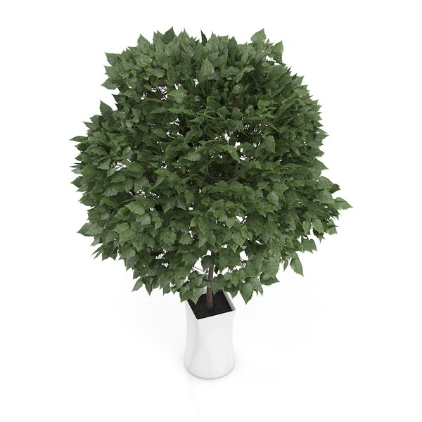 small tree white pot c4d