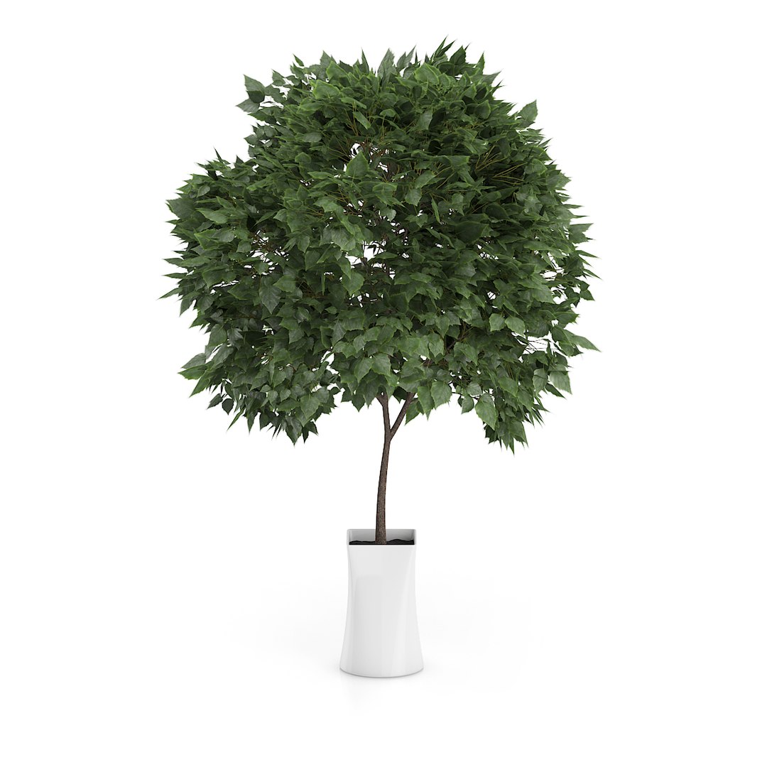 Small Tree White Pot C4d