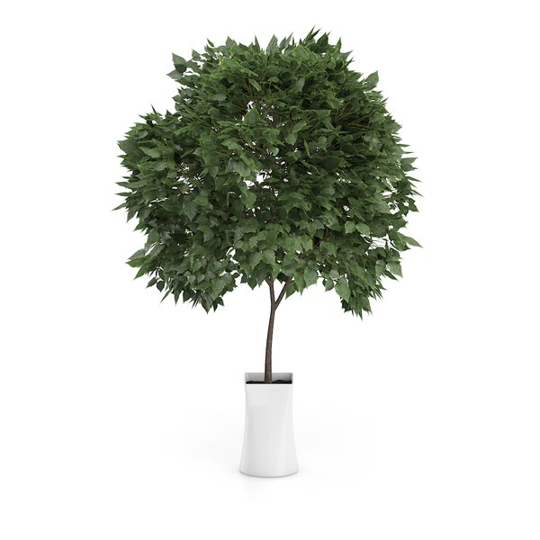 small tree white pot c4d