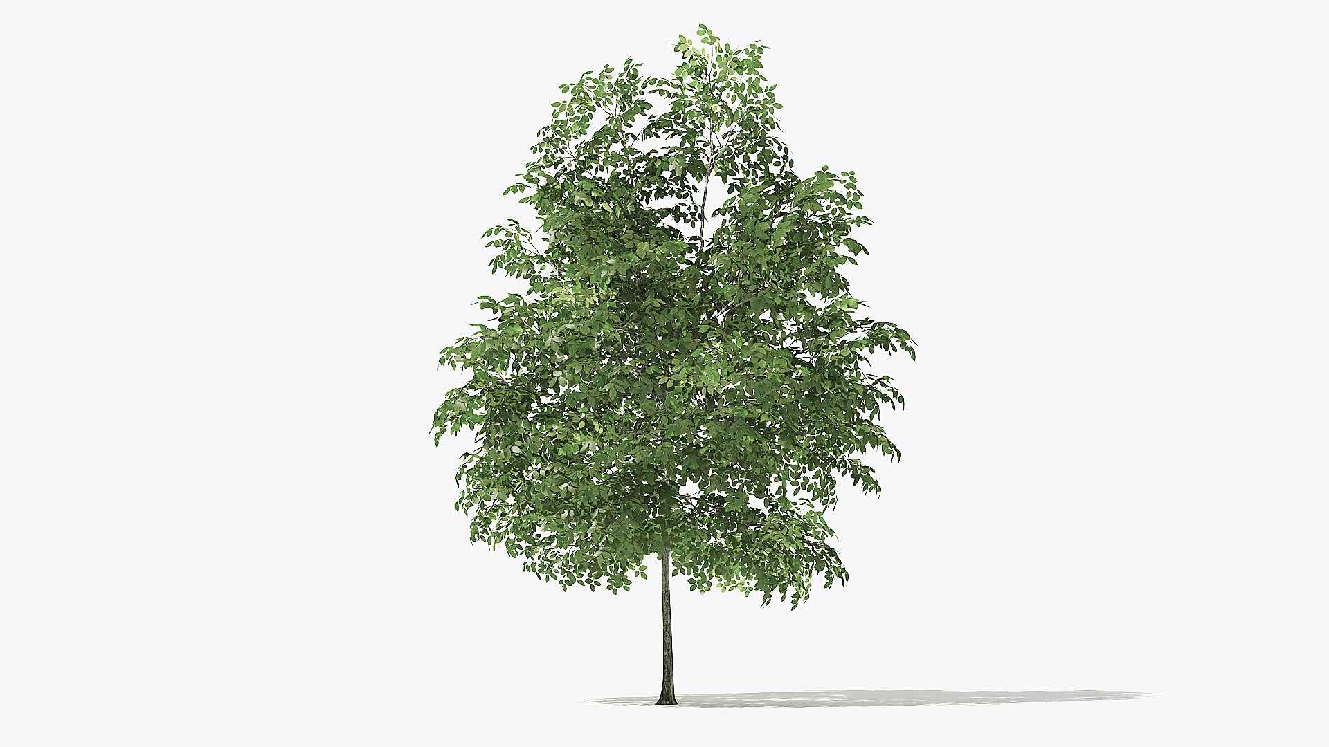 3D Rock Elm Tree 4 - TurboSquid 1464497
