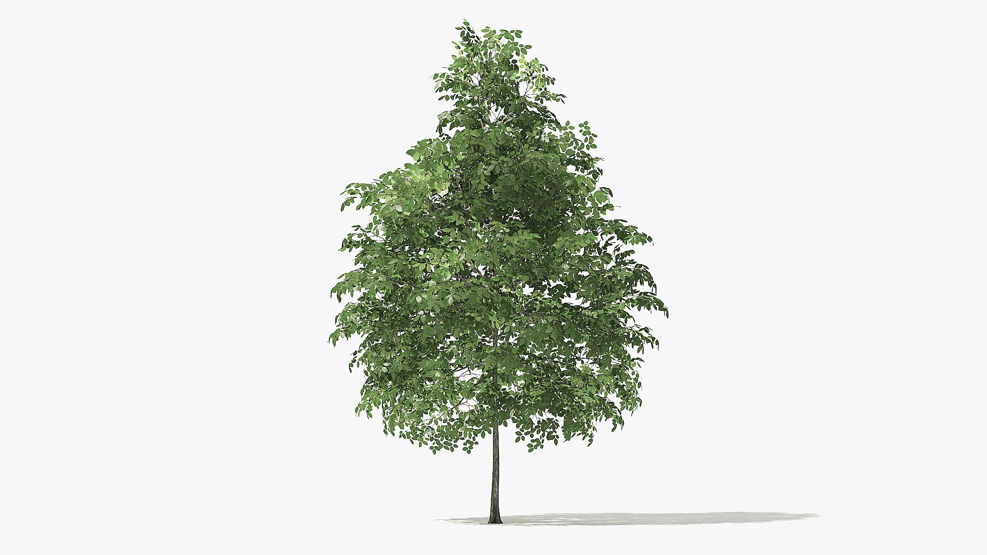 3D Rock Elm Tree 4 - TurboSquid 1464497