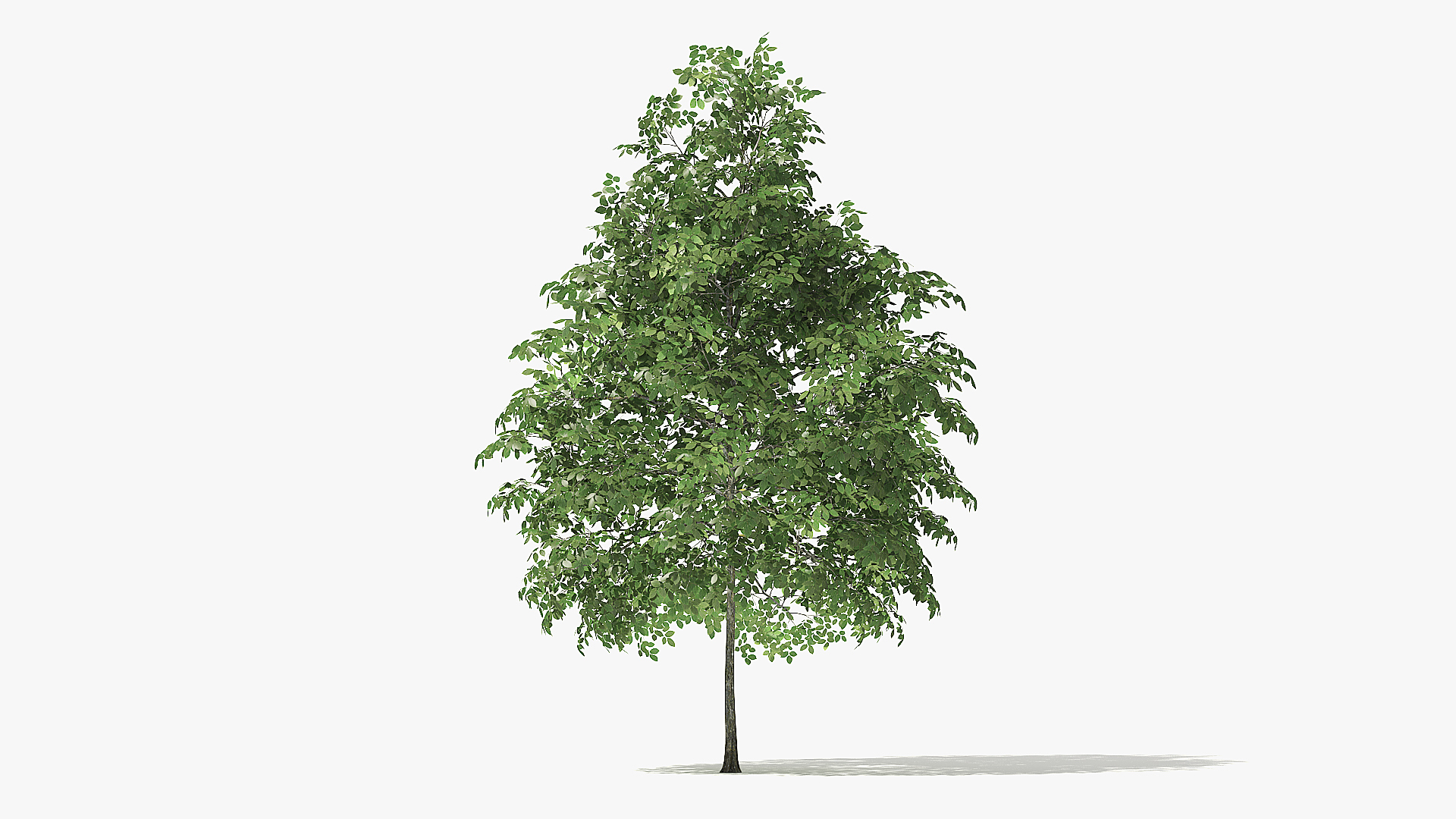 3D Rock Elm Tree 4 - TurboSquid 1464497