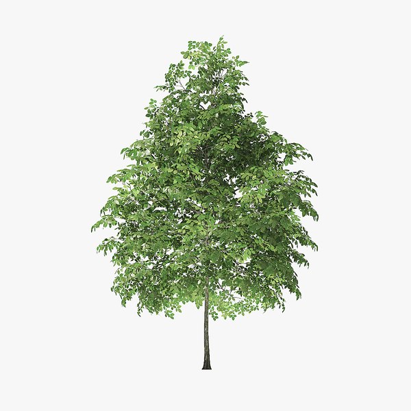 3D rock elm tree 4 - TurboSquid 1464497