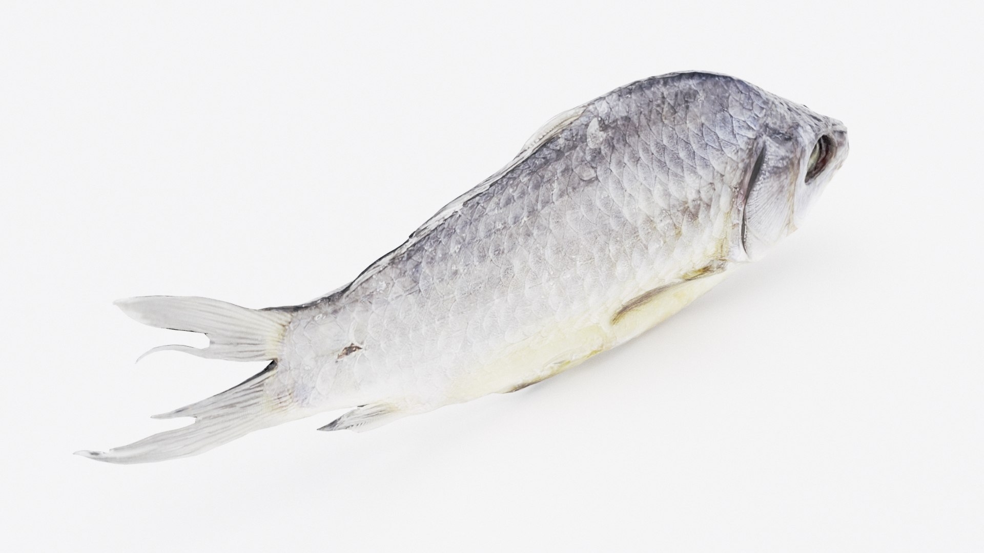 3D Dry Fish Low-poly 3d Scan - TurboSquid 2255602