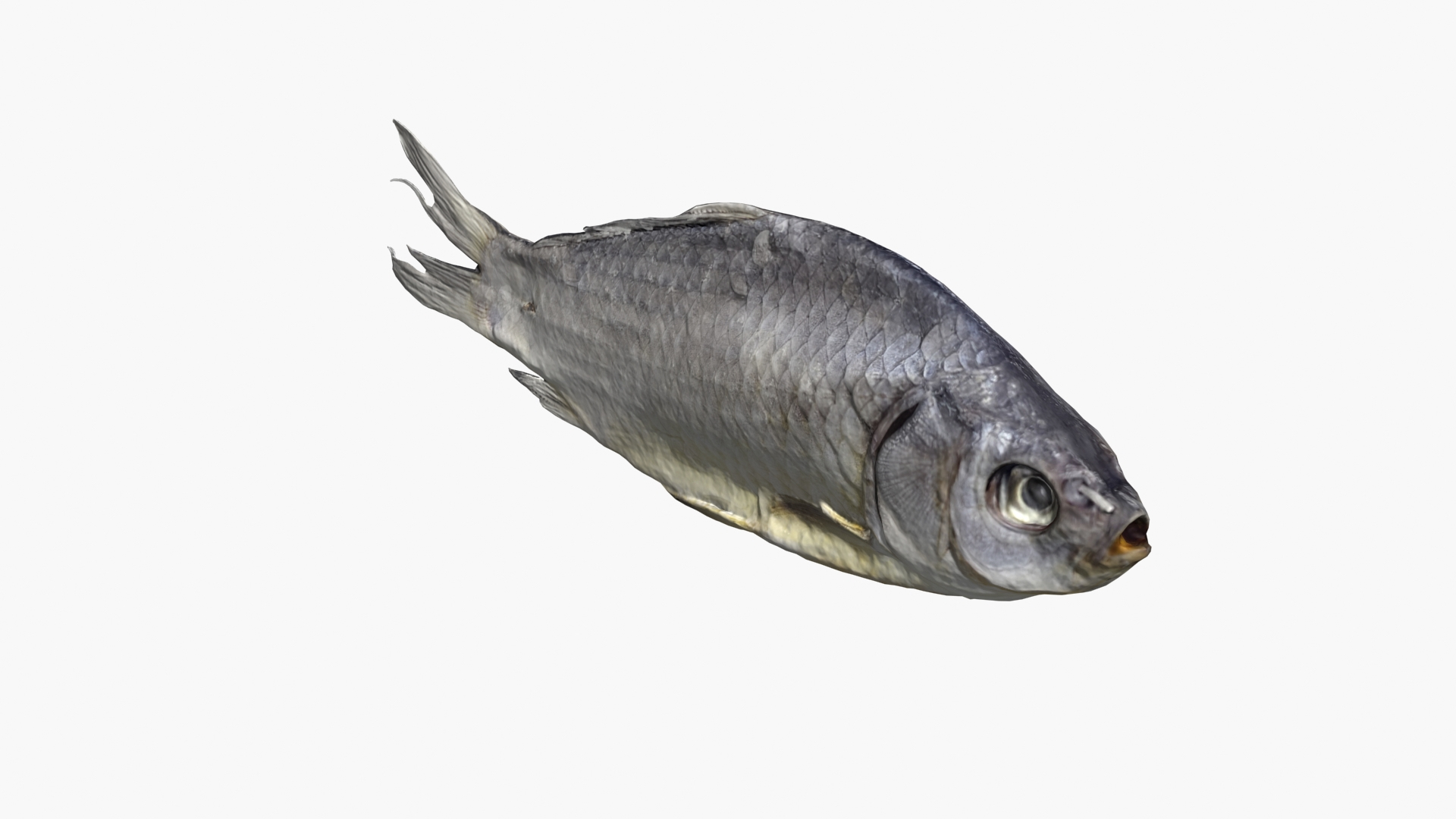 3D Dry Fish Low-poly 3d Scan - TurboSquid 2255602