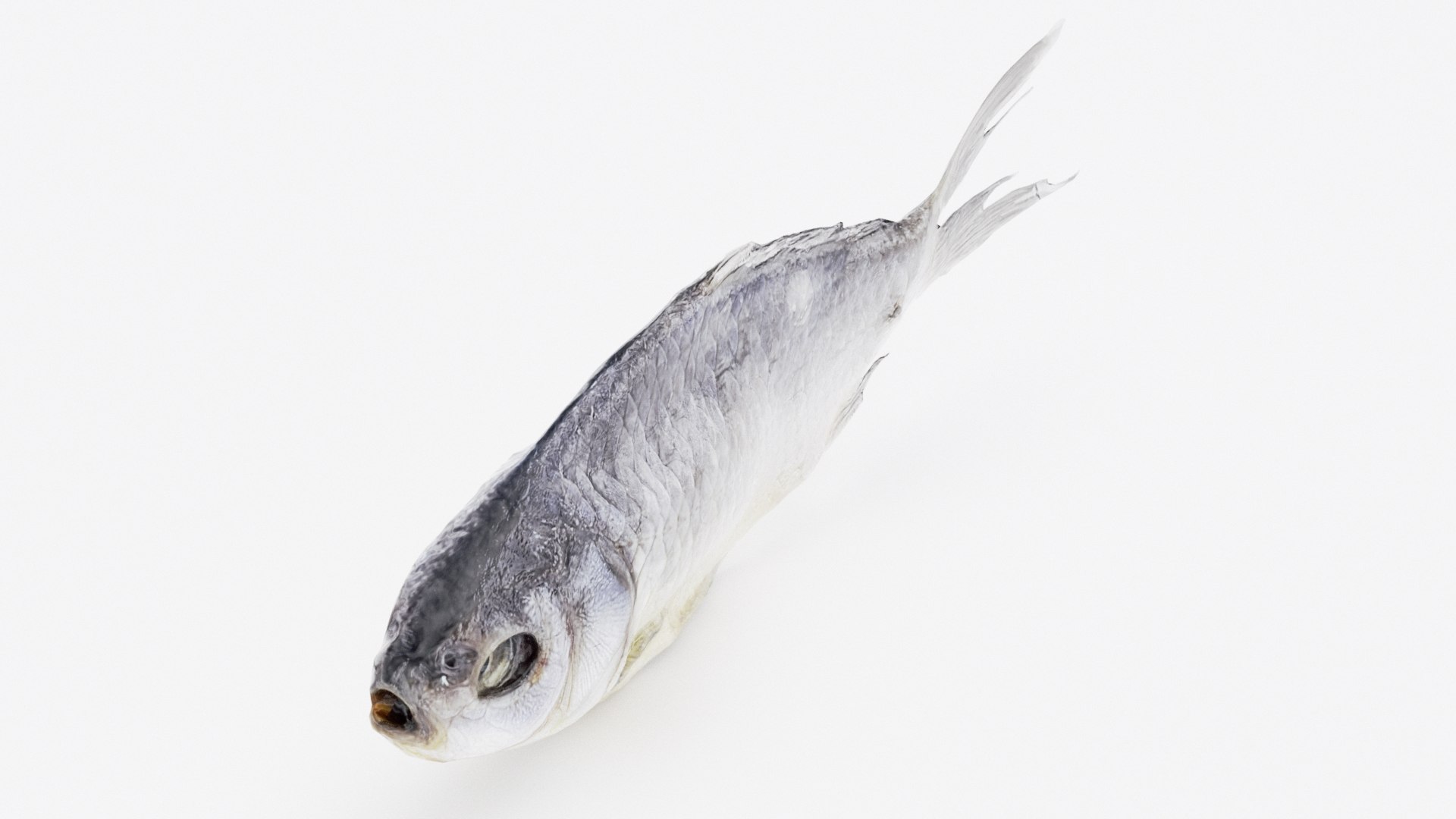 3D Dry Fish Low-poly 3d Scan - TurboSquid 2255602