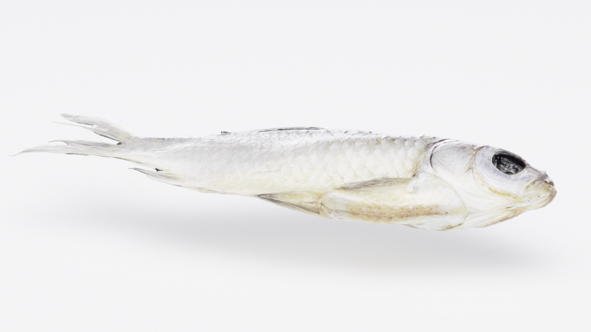 3D Dry Fish Low-poly 3d Scan - TurboSquid 2255602