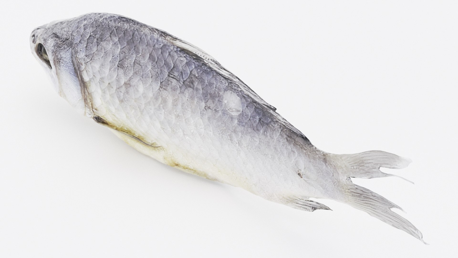 3D Dry Fish Low-poly 3d Scan - TurboSquid 2255602