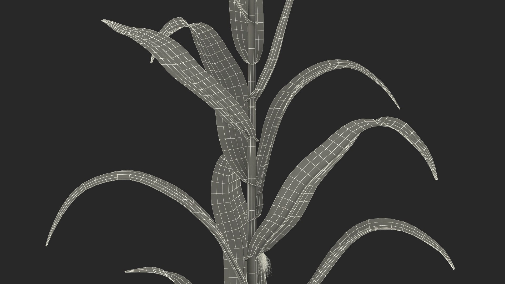 3D Realistic Corn Stalk Model - TurboSquid 2329234
