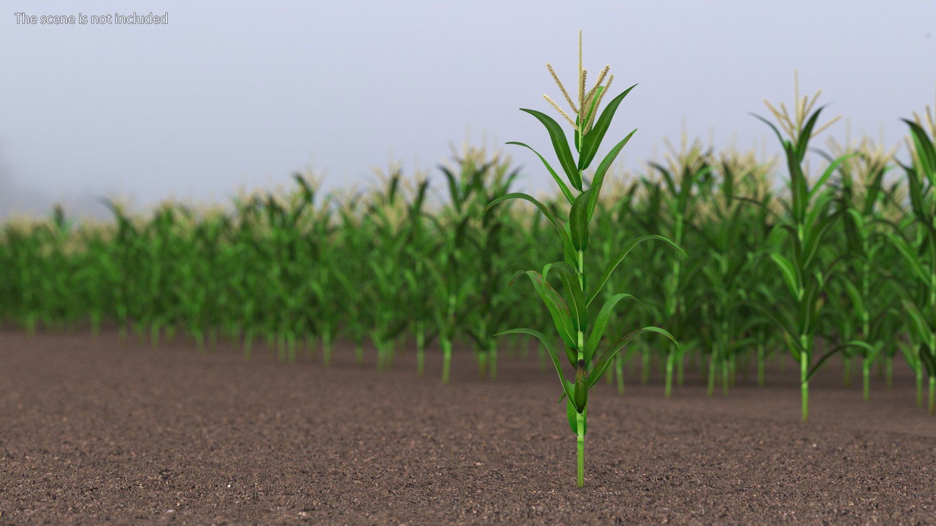 3D Realistic Corn Stalk Model - TurboSquid 2329234