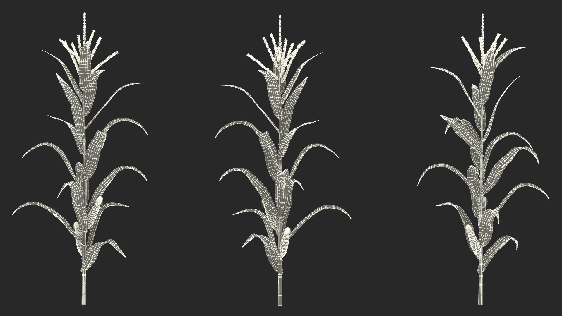 3D Realistic Corn Stalk Model - TurboSquid 2329234