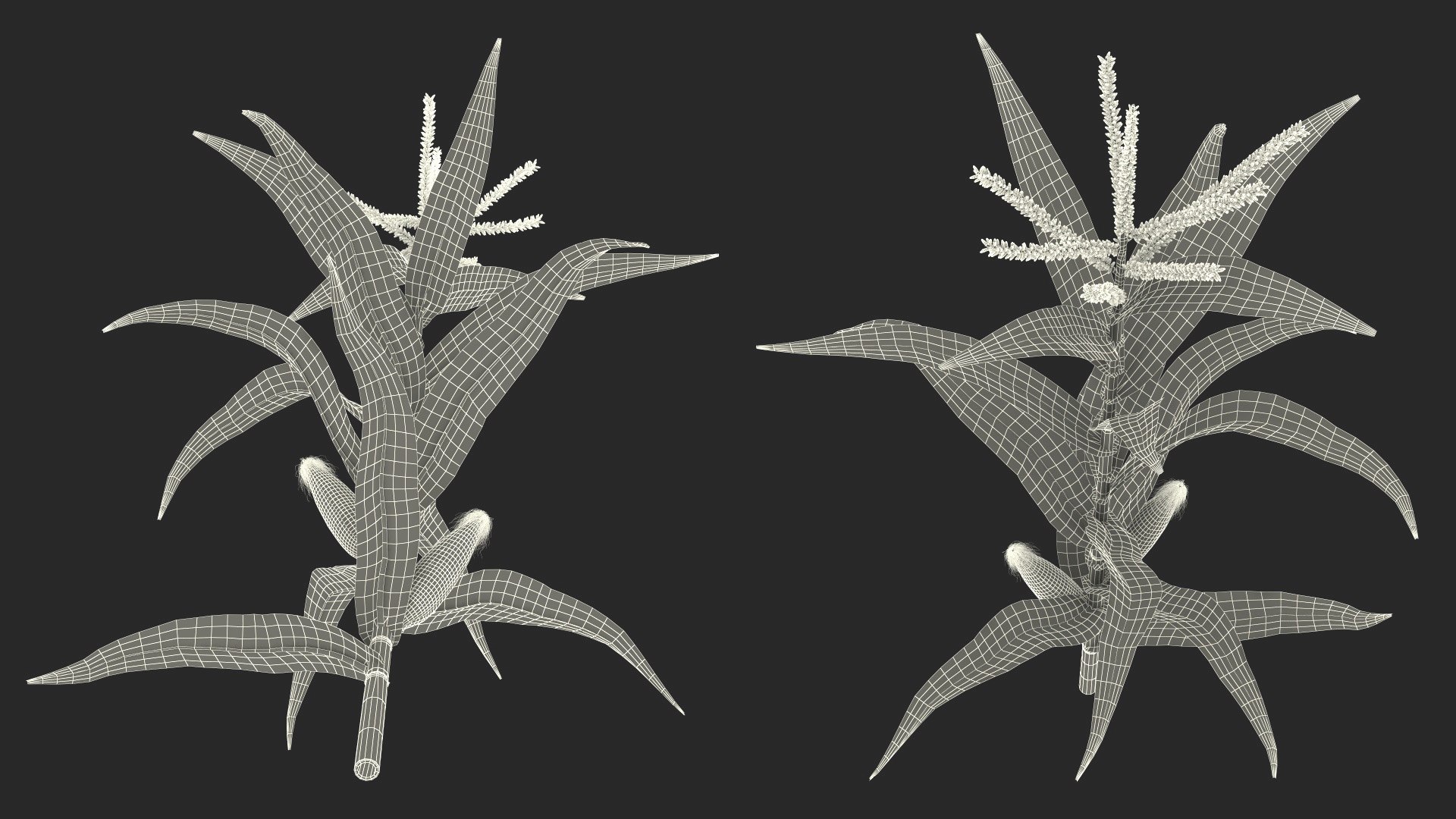 3D Realistic Corn Stalk Model - TurboSquid 2329234