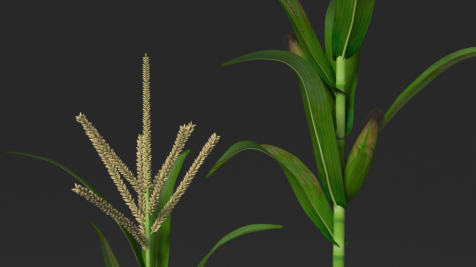 3D Realistic Corn Stalk Model - TurboSquid 2329234