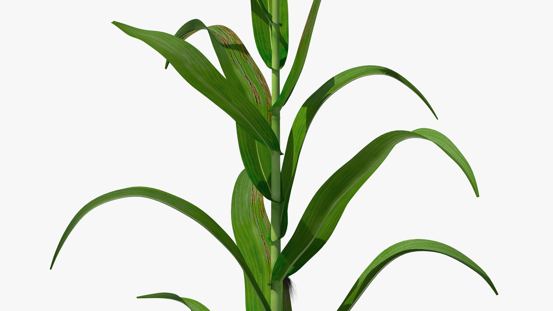 3D Realistic Corn Stalk Model - TurboSquid 2329234