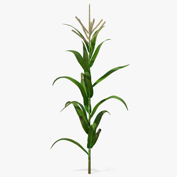 modelo 3d Tallo de maíz realista - TurboSquid 2329234