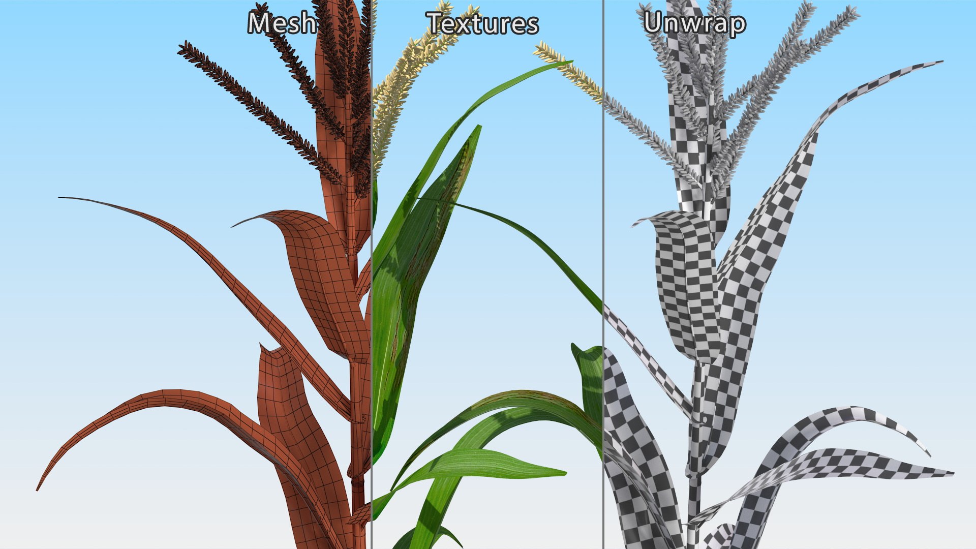 3D Realistic Corn Stalk Model - TurboSquid 2329234