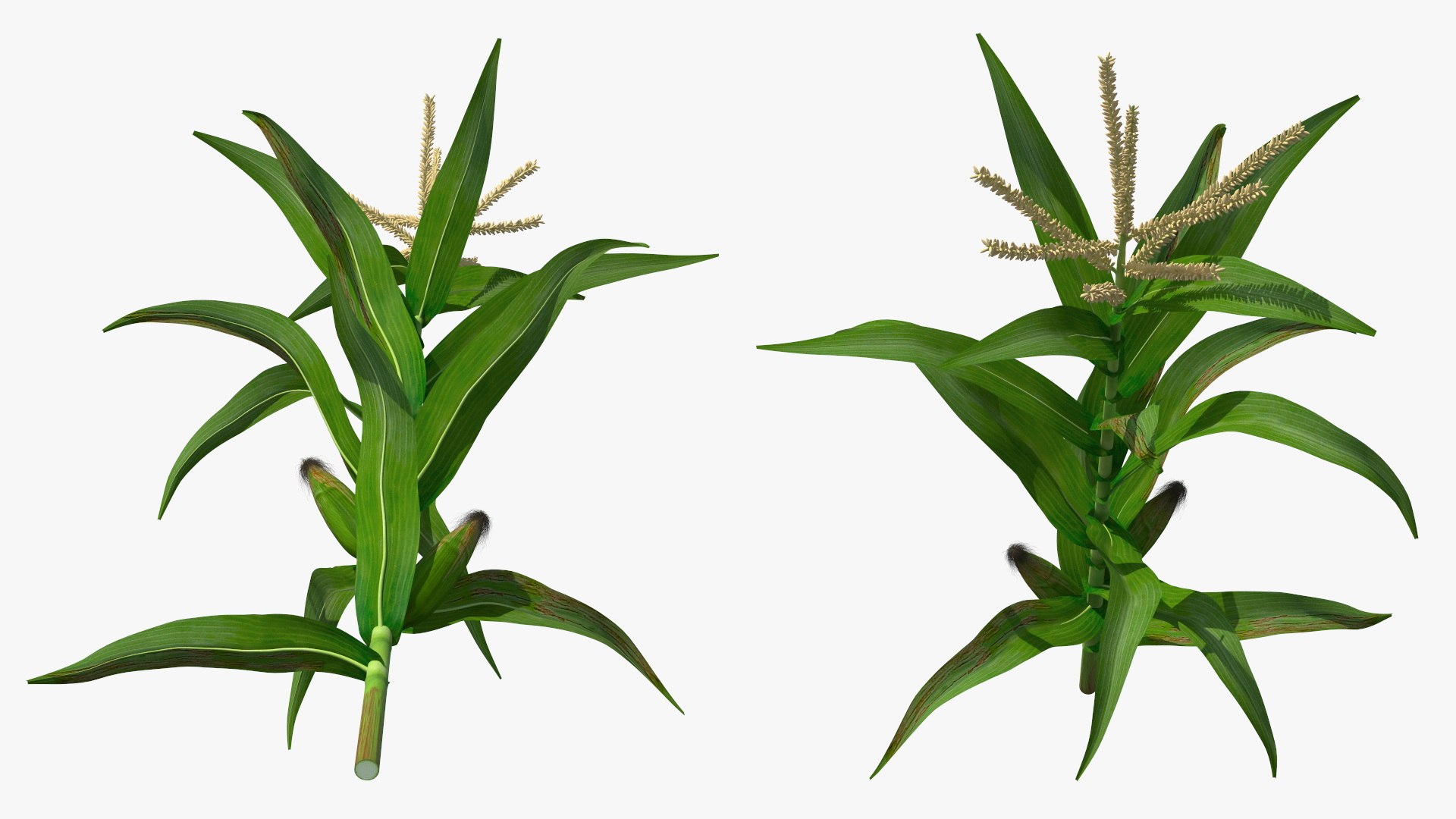 3D Realistic Corn Stalk Model - TurboSquid 2329234