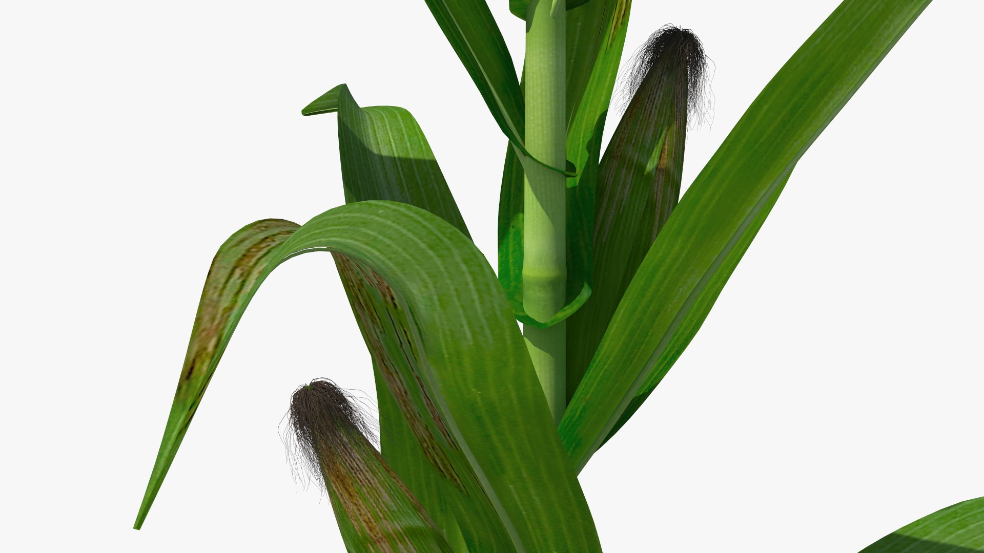 3D Realistic Corn Stalk Model - TurboSquid 2329234