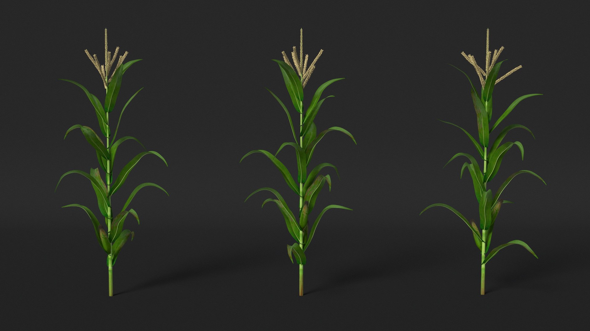 3D Realistic Corn Stalk Model - TurboSquid 2329234