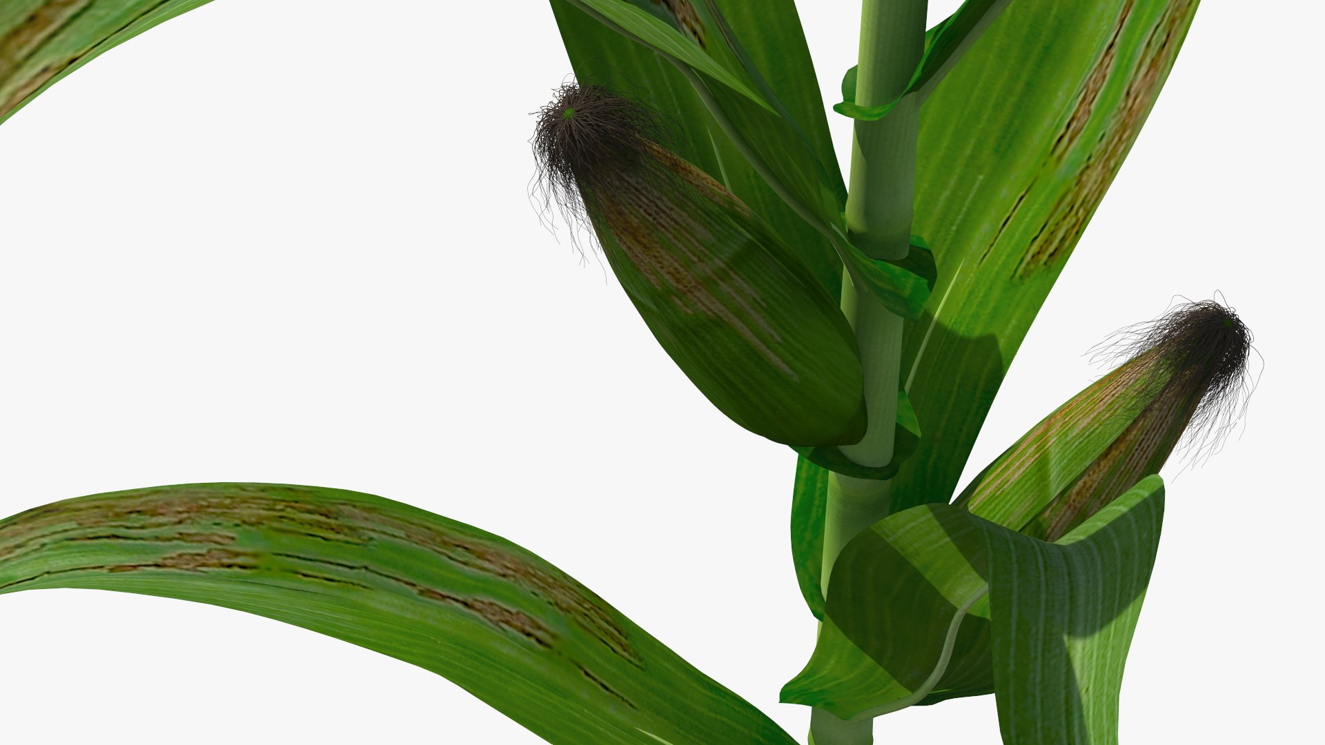 3D Realistic Corn Stalk Model - TurboSquid 2329234
