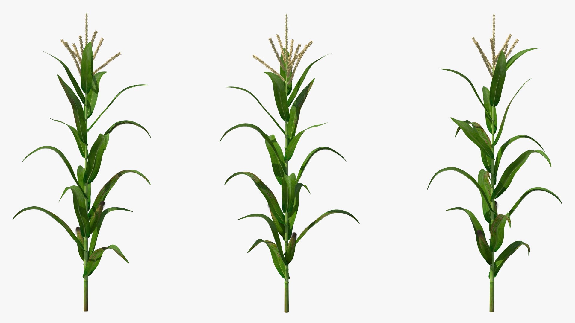 3D Realistic Corn Stalk Model - TurboSquid 2329234