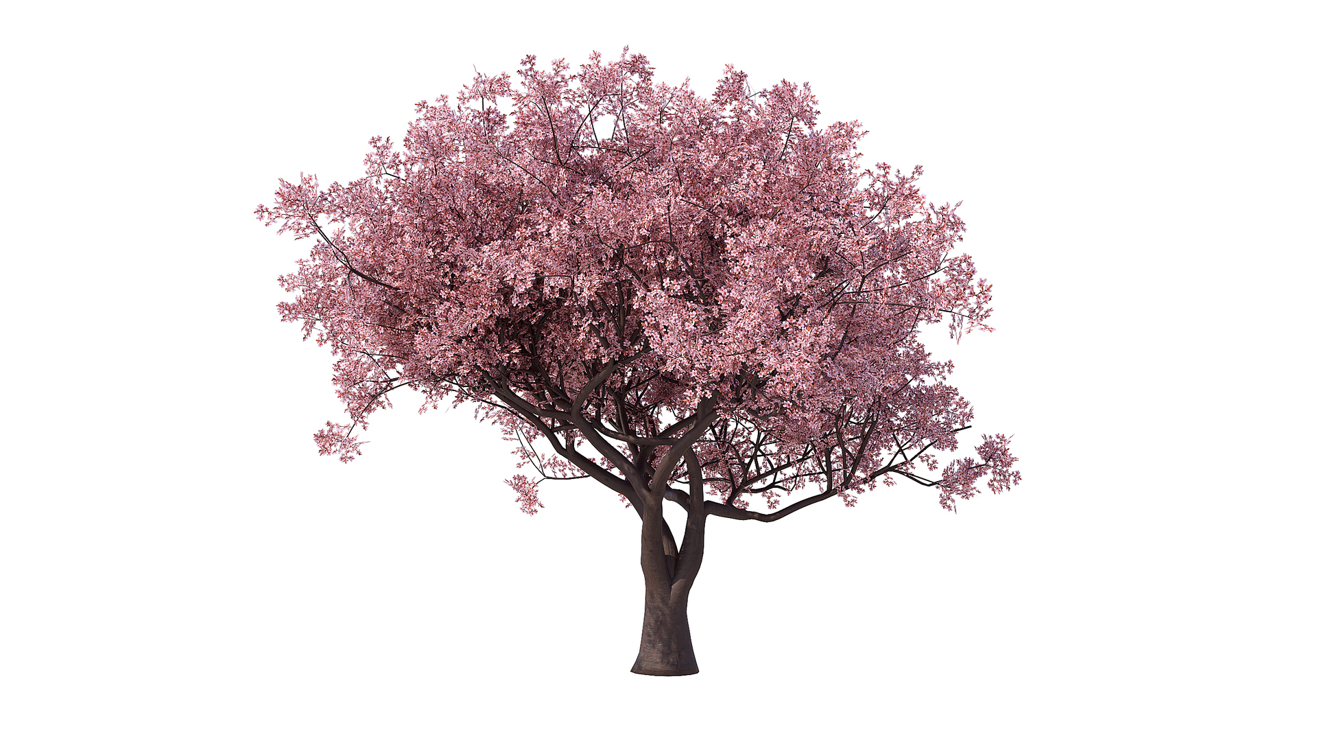 3D Sakura Low Poly Set - TurboSquid 2434008