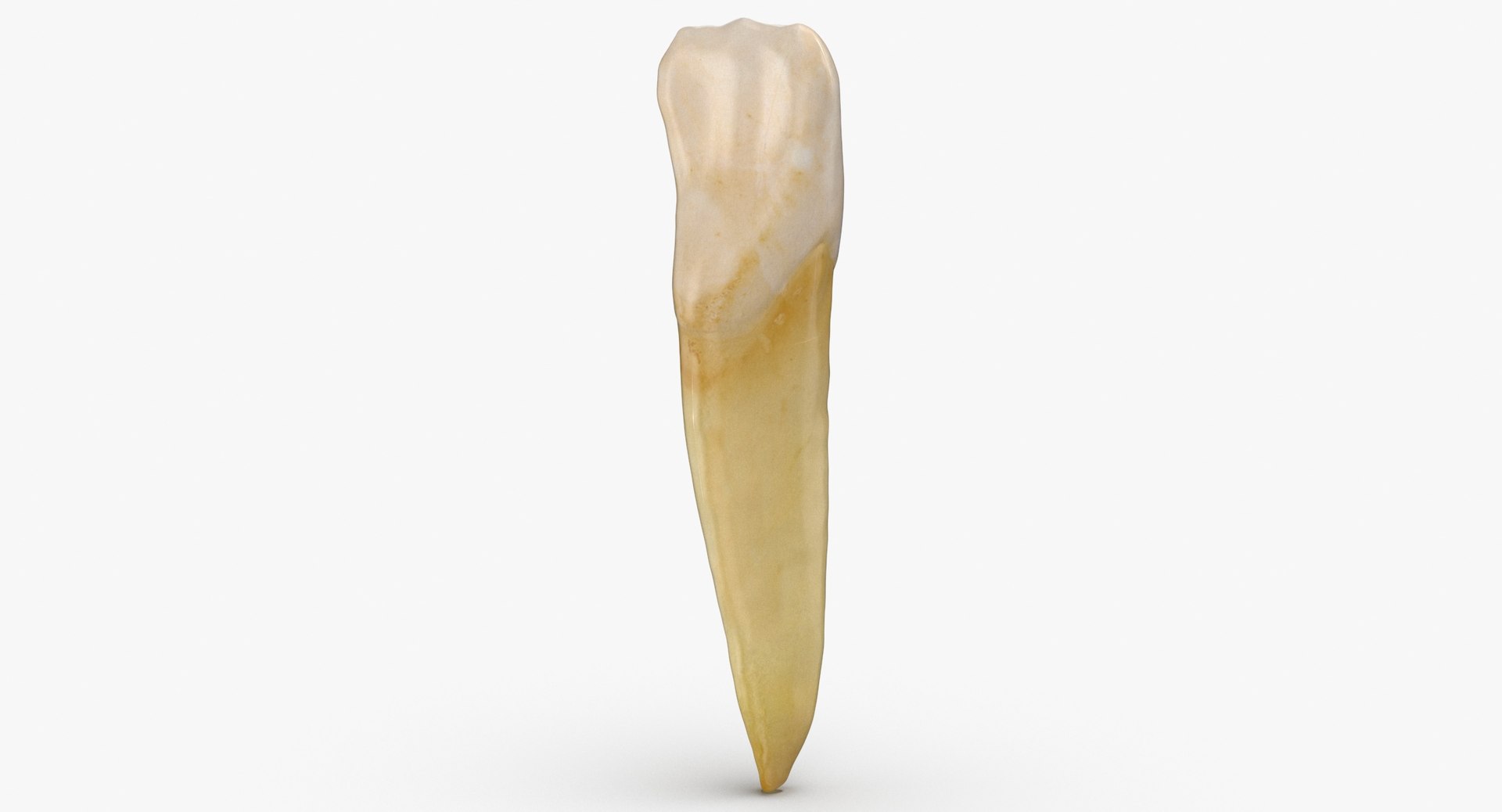 3D Model Incisor Lower Jaw 01 - TurboSquid 1513086