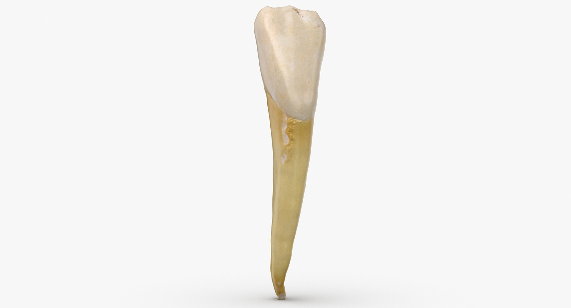 3D model incisor lower jaw 01 - TurboSquid 1513086