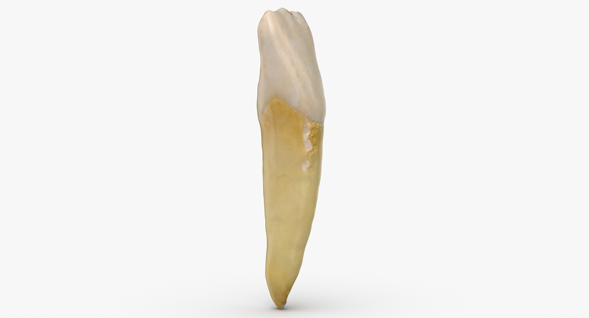 3D model incisor lower jaw 01 - TurboSquid 1513086