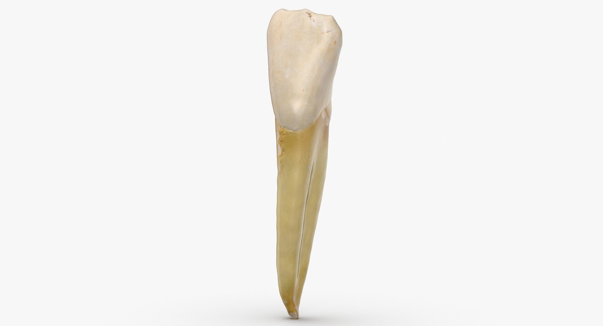 3D Model Incisor Lower Jaw 01 - TurboSquid 1513086