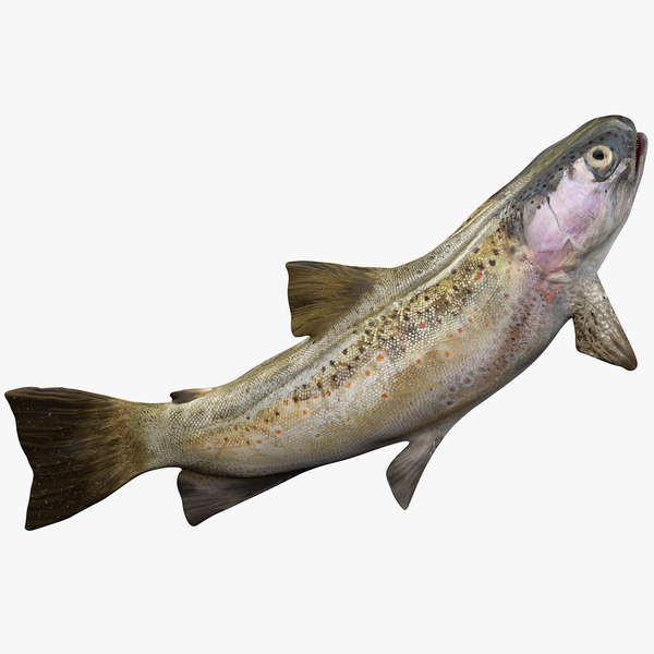 3D Trout Models | TurboSquid
