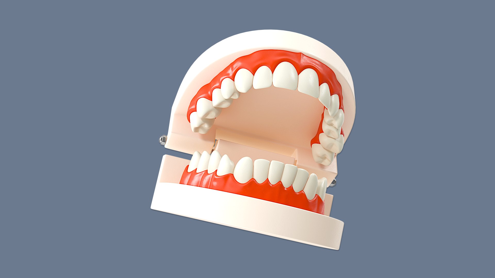 3D Model Dental Teaching Mold Rigged And Animated - TurboSquid 2306814