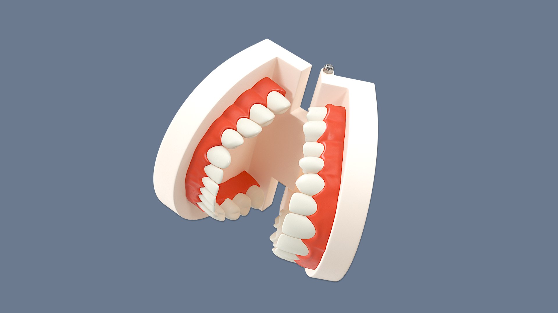 3D Model Dental Teaching Mold Rigged And Animated - TurboSquid 2306814