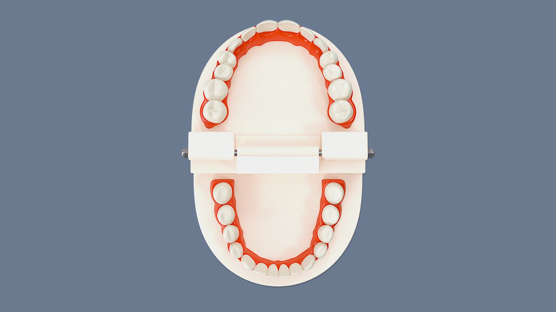 3D Model Dental Teaching Mold Rigged And Animated - TurboSquid 2306814