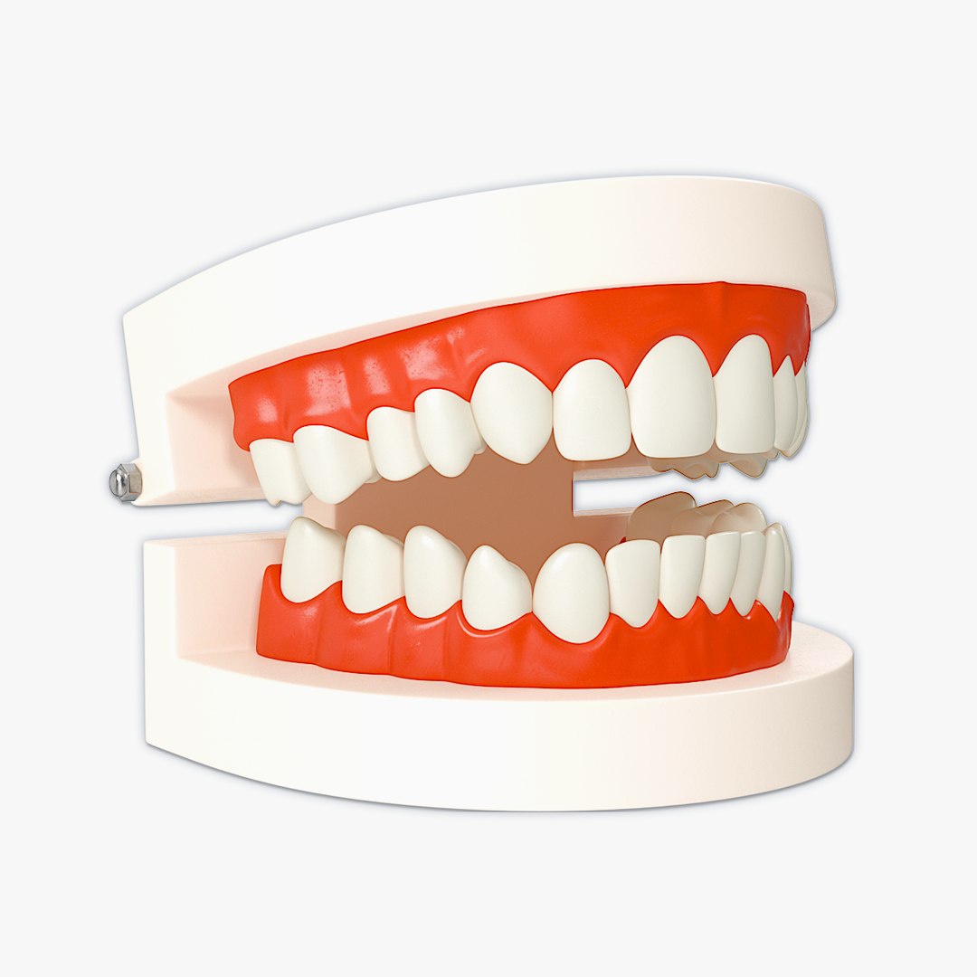 3D Model Dental Teaching Mold Rigged And Animated - TurboSquid 2306814