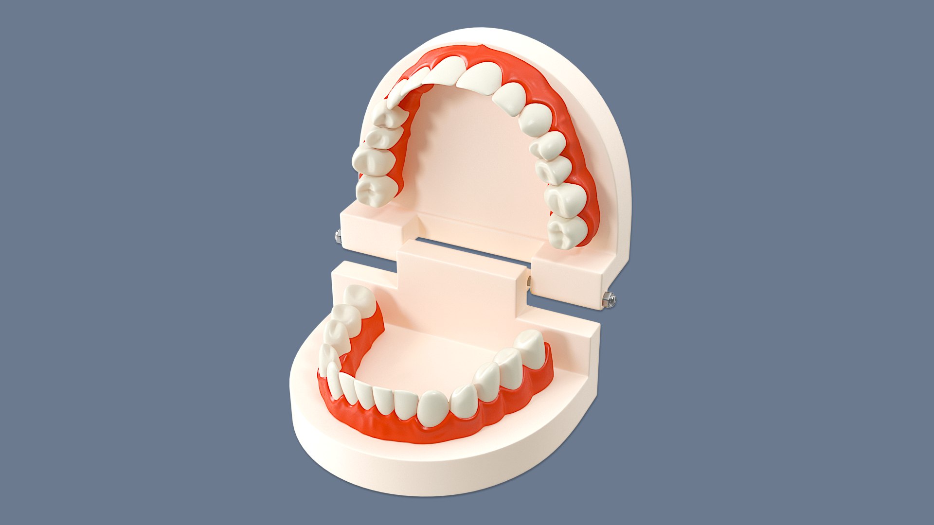 3D Model Dental Teaching Mold Rigged And Animated - TurboSquid 2306814
