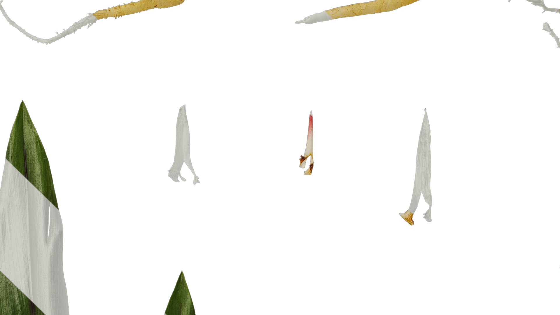 Anydrafts Curcuma Alismatifolia Atlas 05 Textures 3D - TurboSquid 2354601