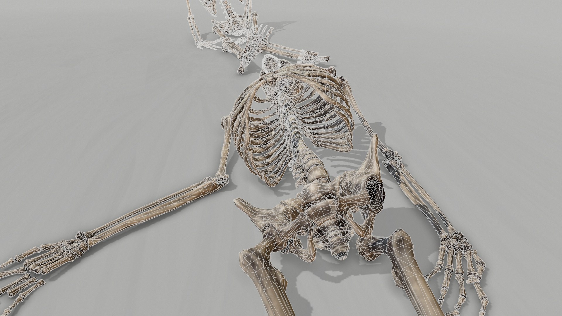 Large corpse collections dog skeleton 3D model - TurboSquid 1383459
