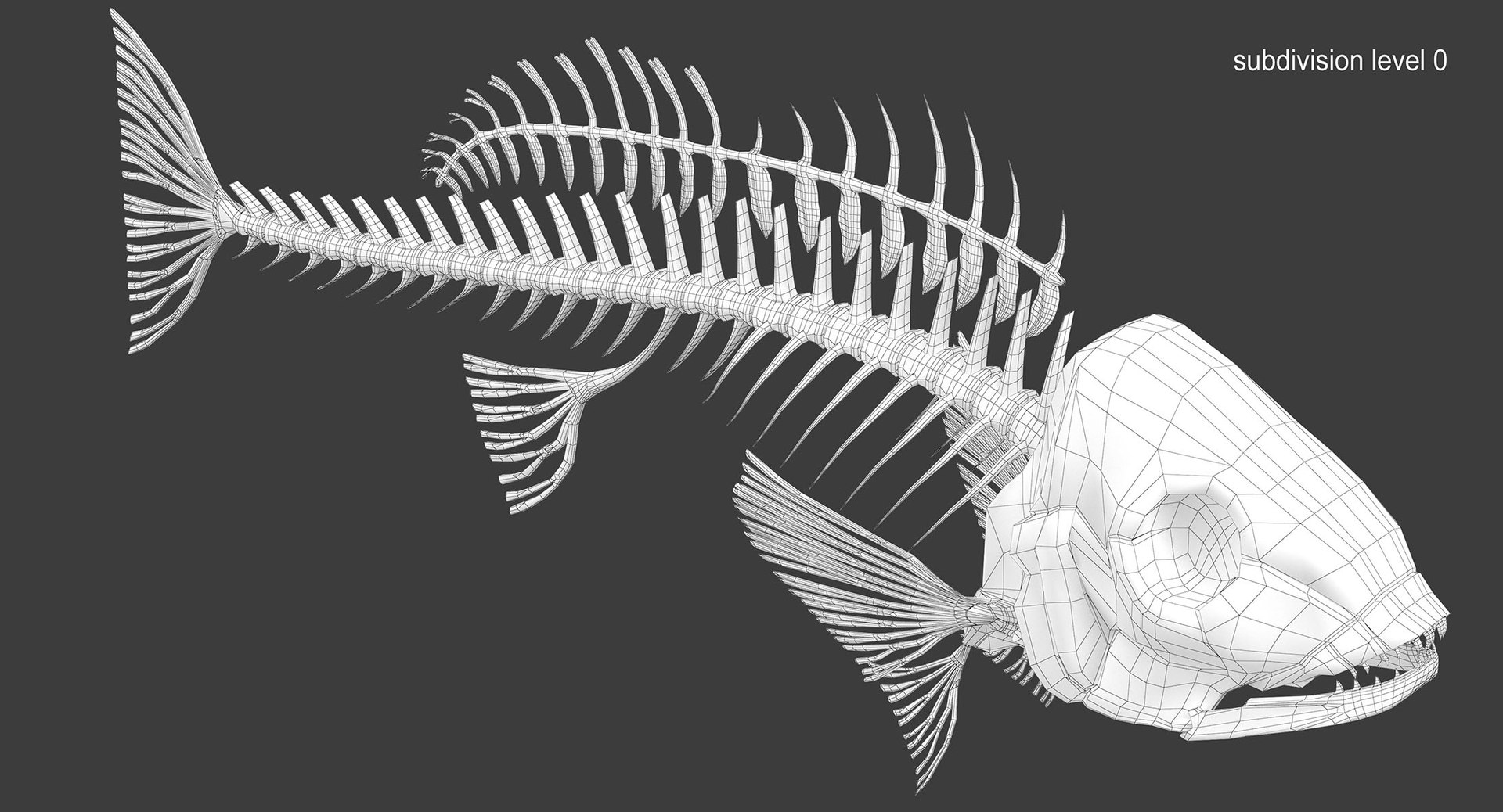 Maya Fish Skeleton