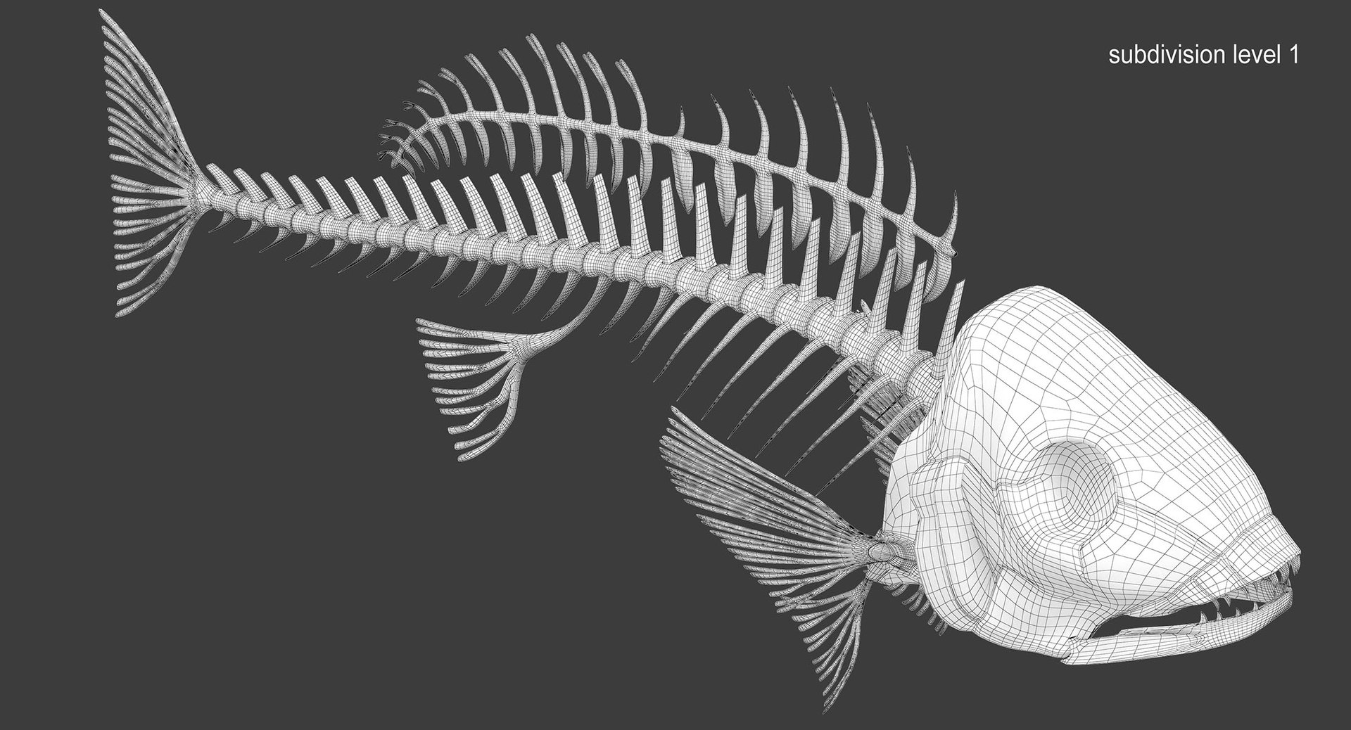 Maya Fish Skeleton