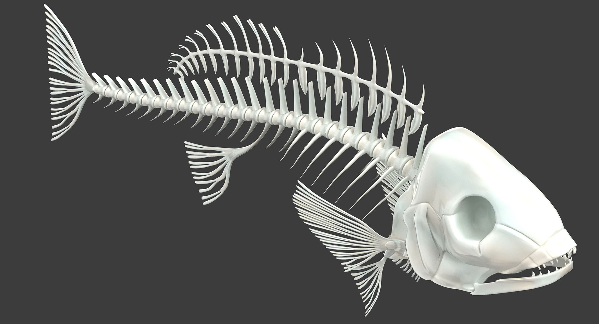 maya fish skeleton