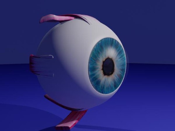 3ds max eye muscles sclera