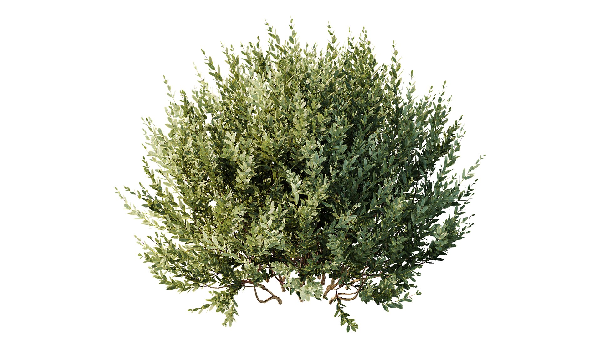 10 Different Bush 3D Model - TurboSquid 2147638