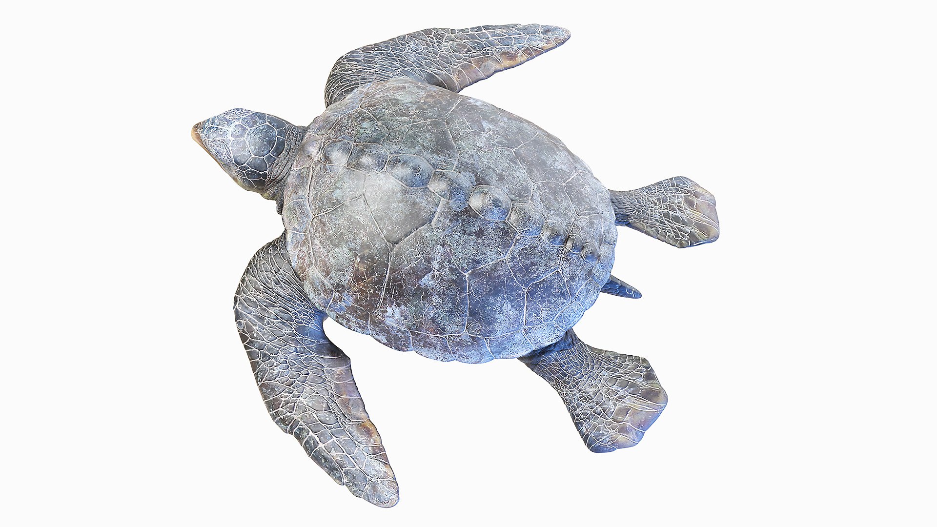 Archelon Animated 3D Model - TurboSquid 1919878
