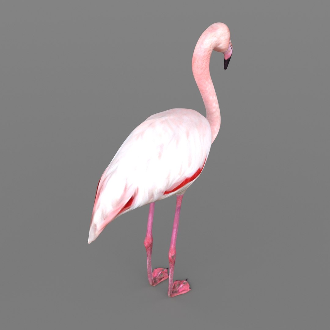 3D Model Realistic Flamingo - TurboSquid 1279754