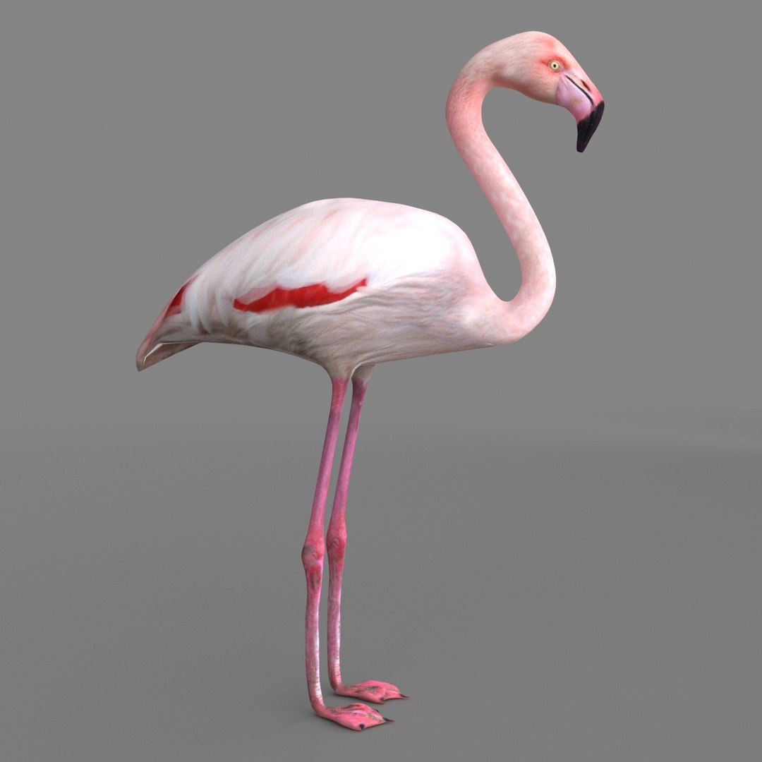 3D Model Realistic Flamingo - TurboSquid 1279754
