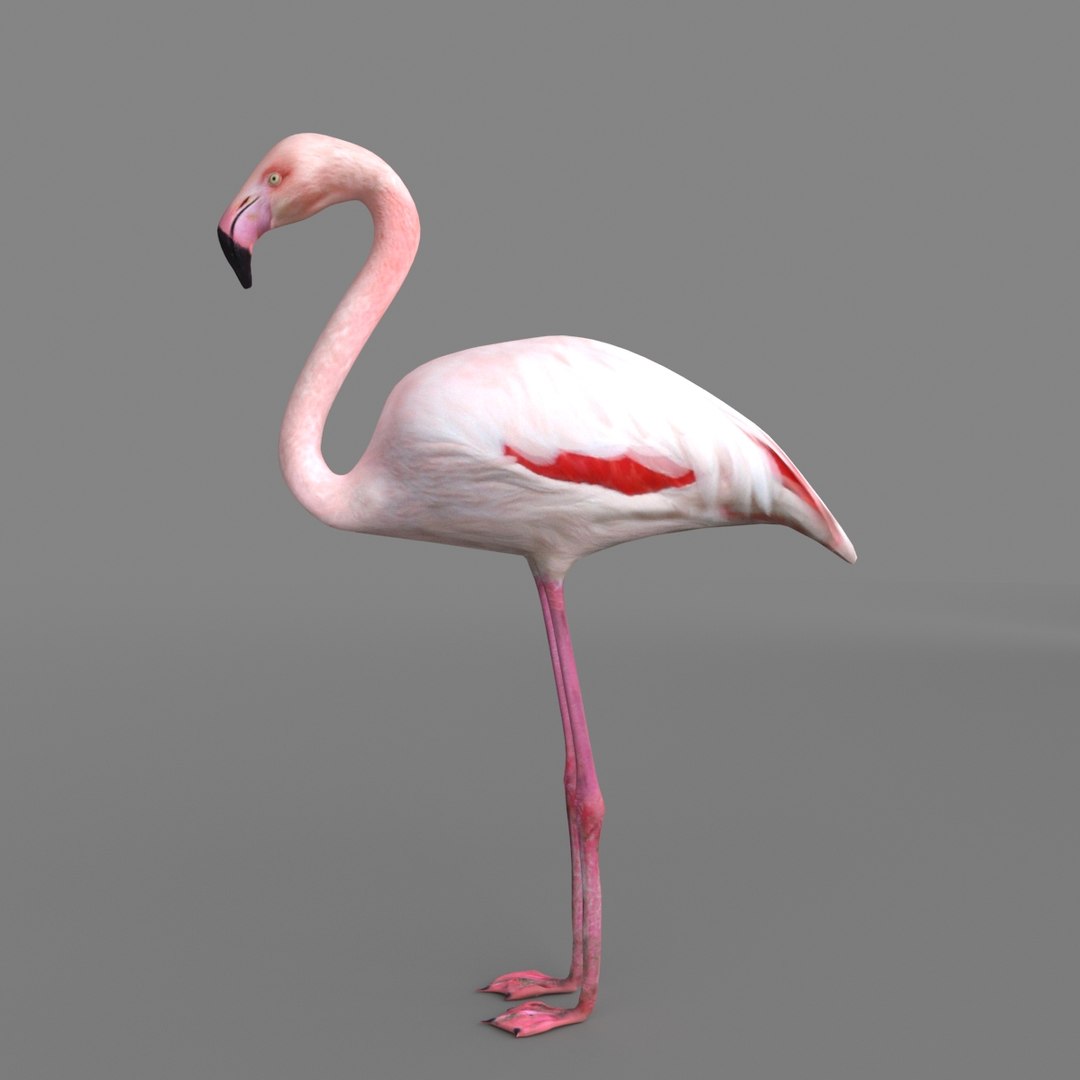 3D Model Realistic Flamingo - TurboSquid 1279754